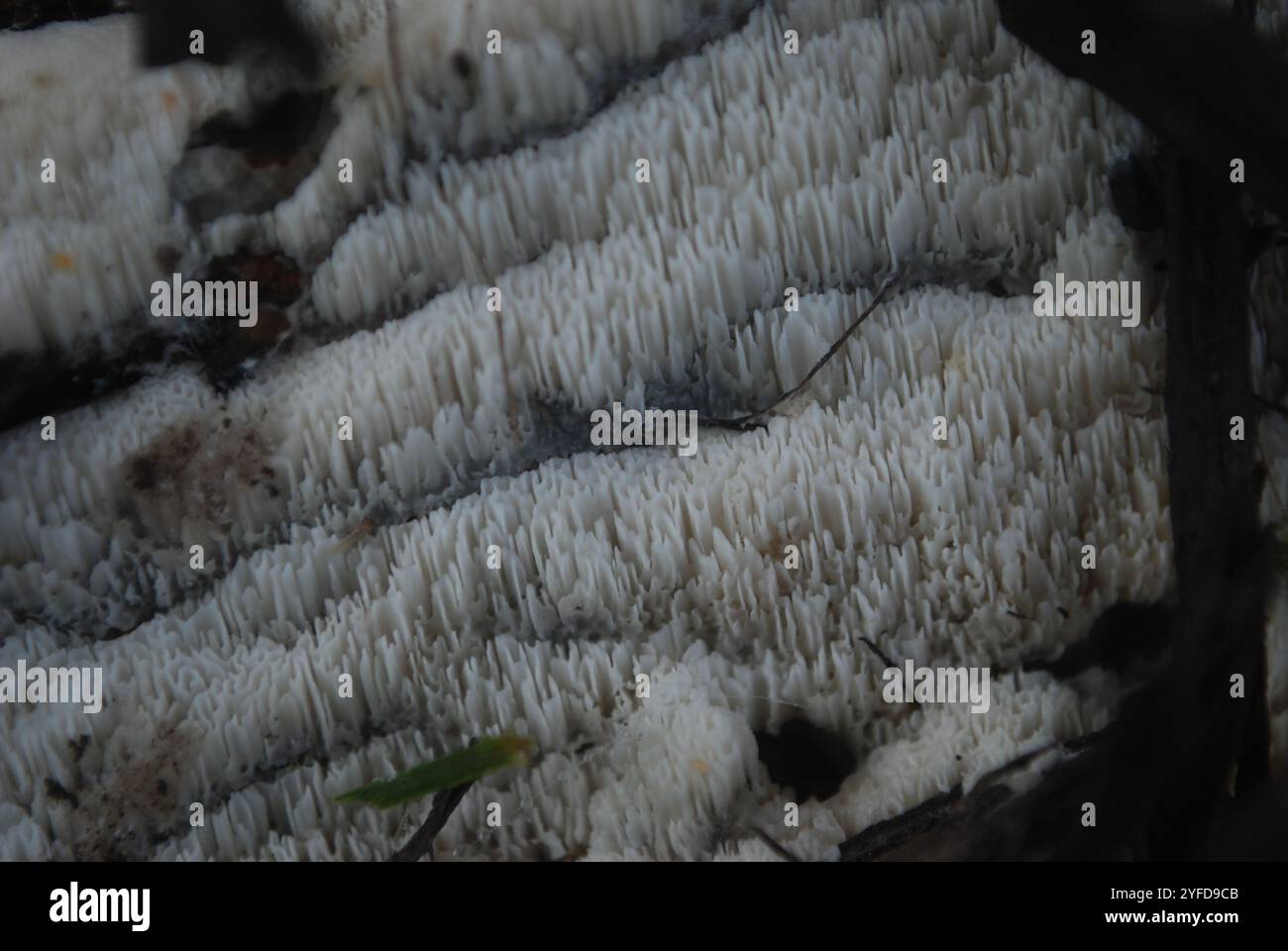 Milk-white Toothed Polypore (Irpex lacteus Stock Photo - Alamy