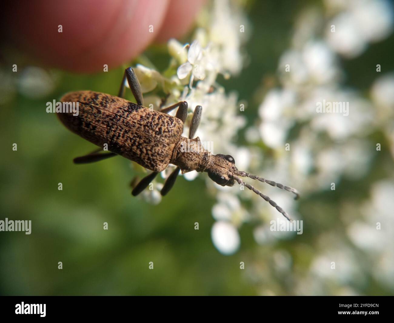 Blackspotted Longhorn Beetle (Rhagium mordax Stock Photo - Alamy