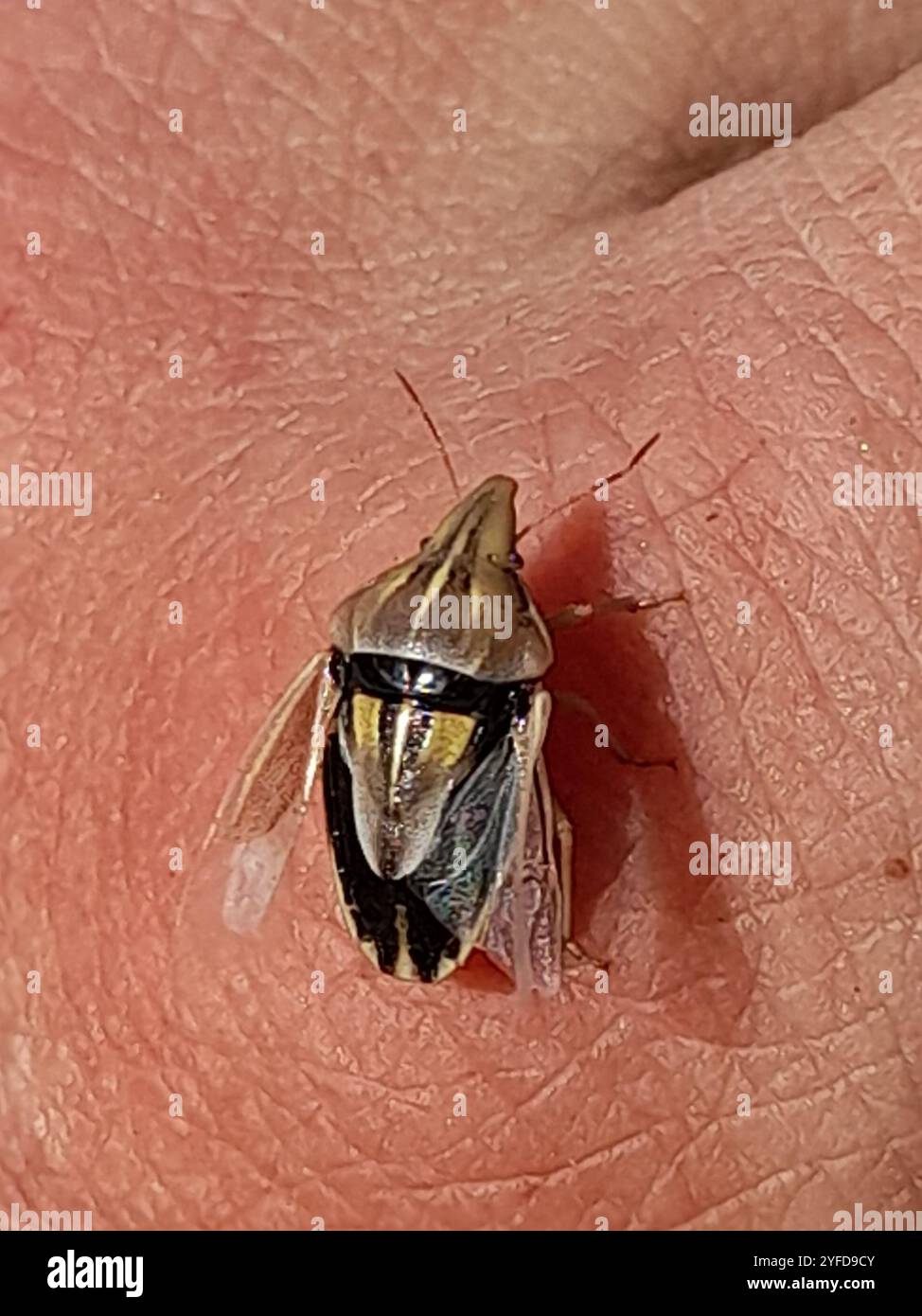 Aelia rostrata hi-res stock photography and images - Alamy