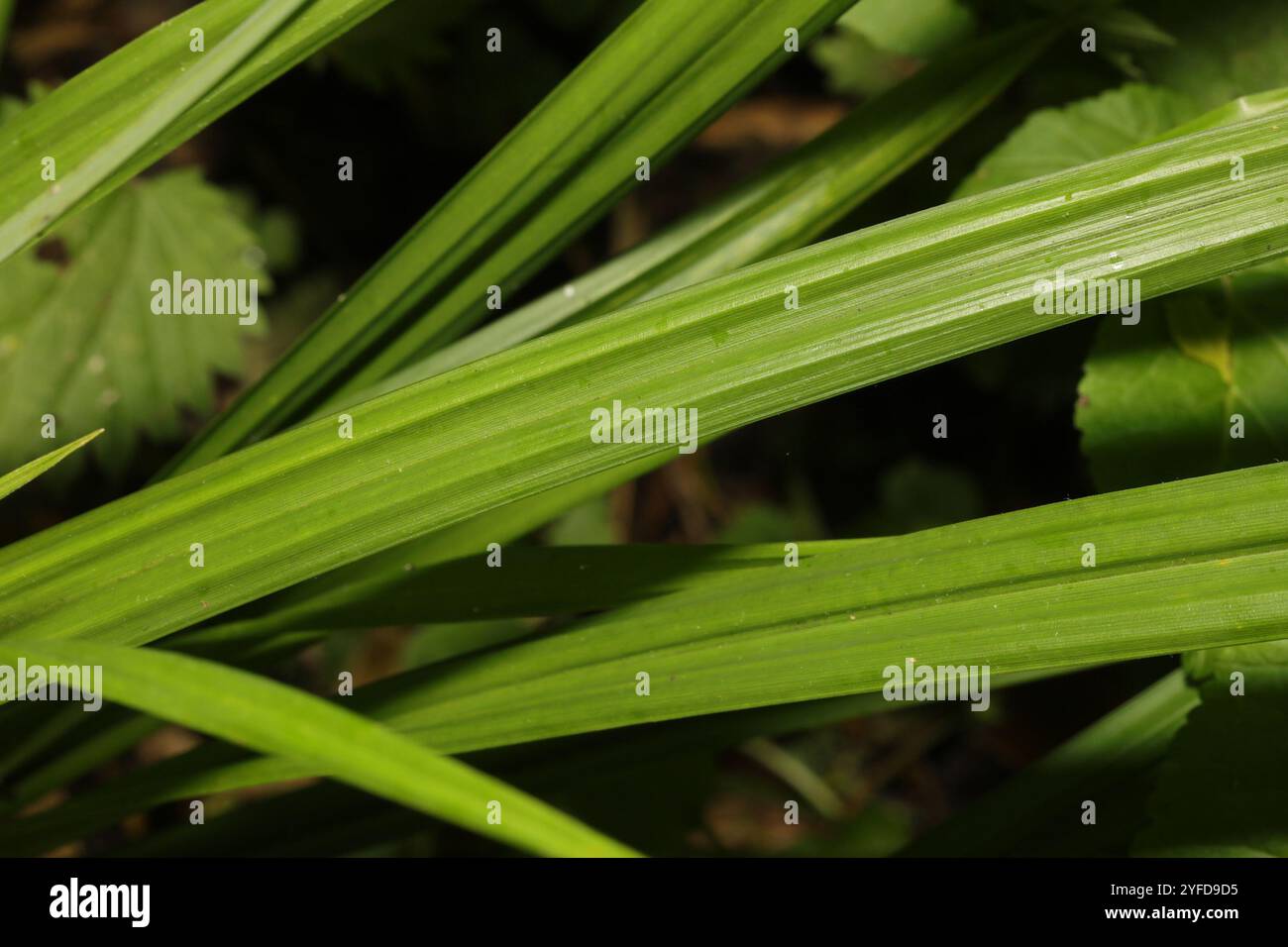 Hanging sedge (Carex pendula Stock Photo - Alamy