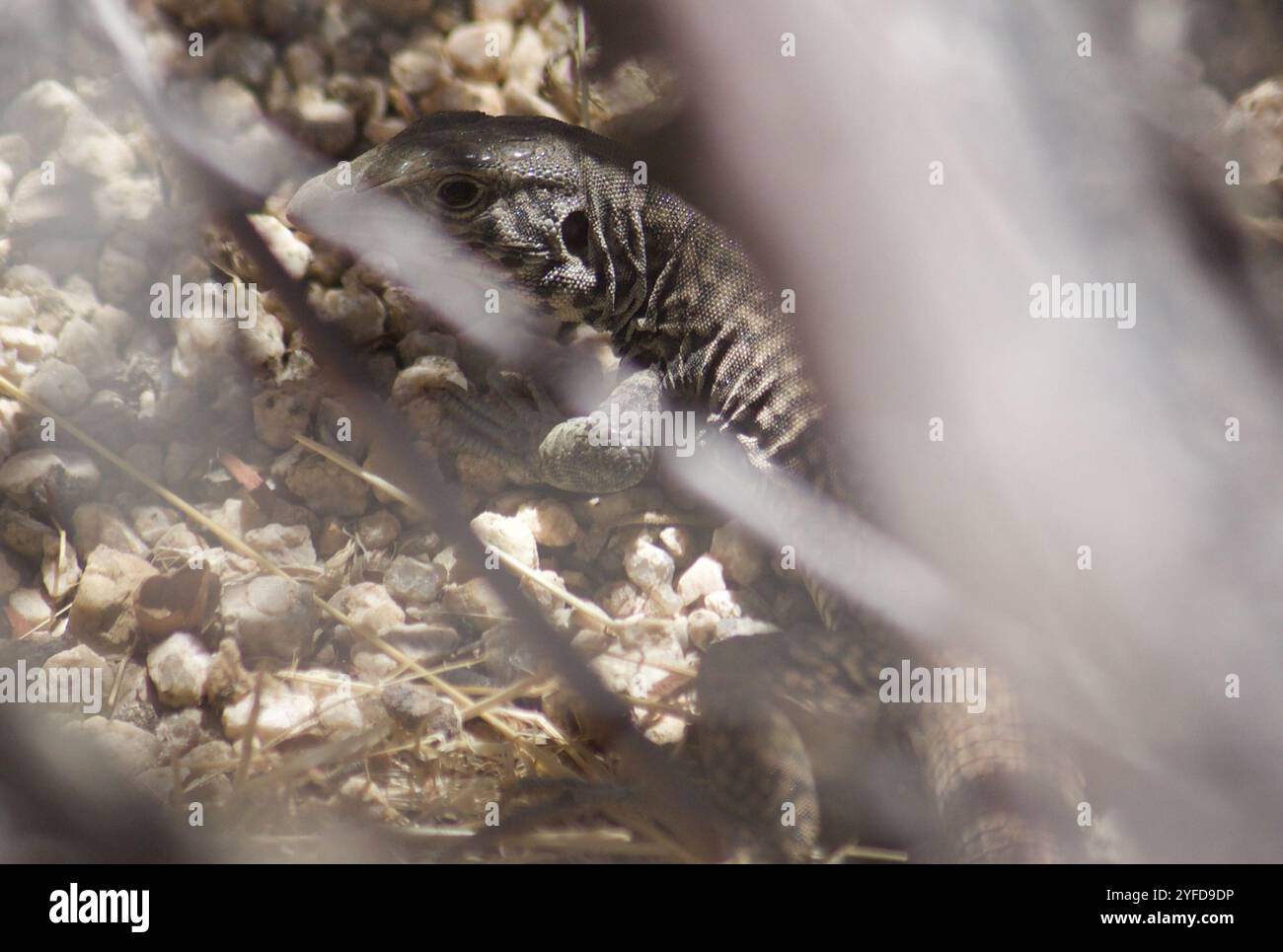 Western Whiptail (Aspidoscelis tigris Stock Photo - Alamy