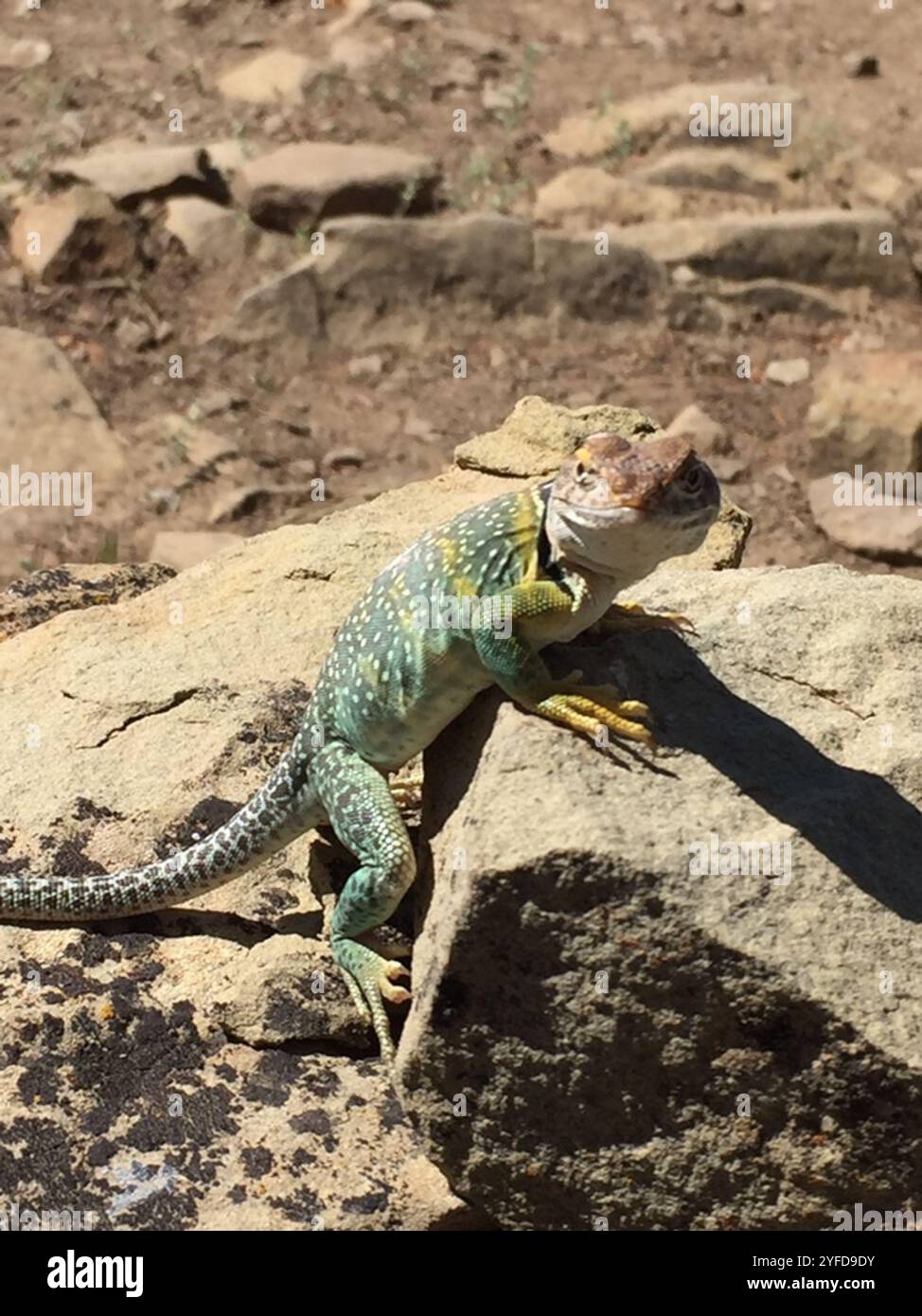 Eastern Collared Lizard (Crotaphytus collaris Stock Photo - Alamy