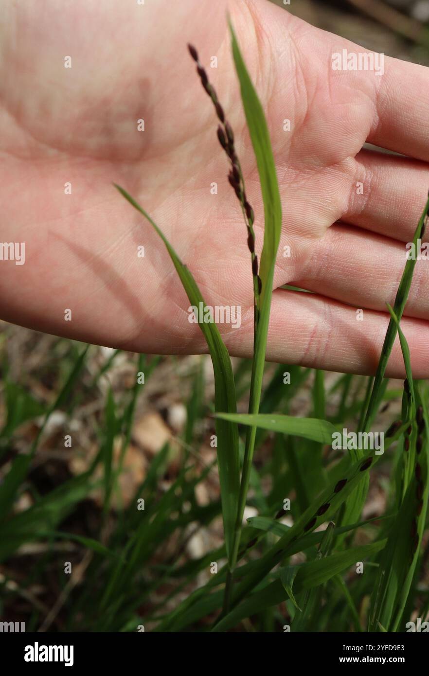 Wood Melick (Melica uniflora Stock Photo - Alamy