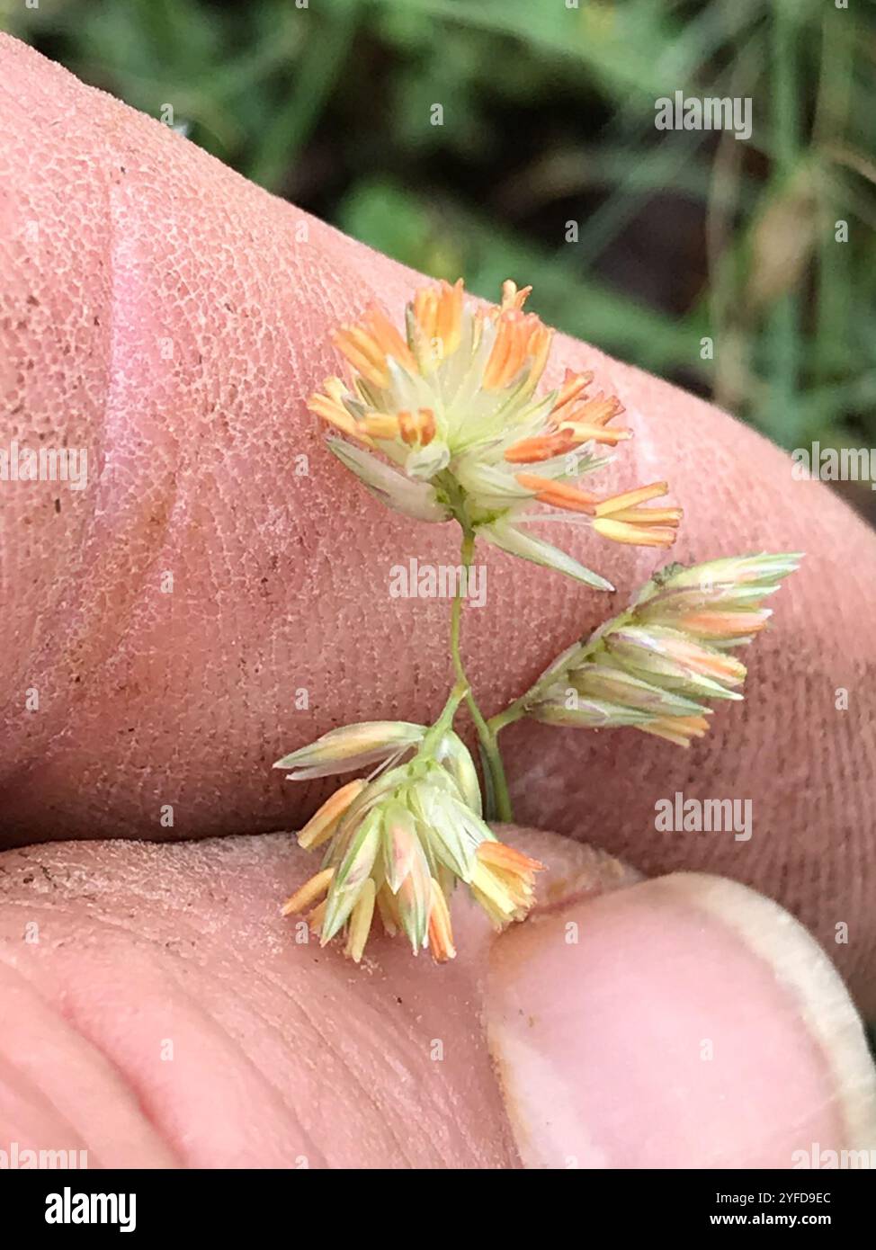 buffalograss (Bouteloua dactyloides Stock Photo - Alamy