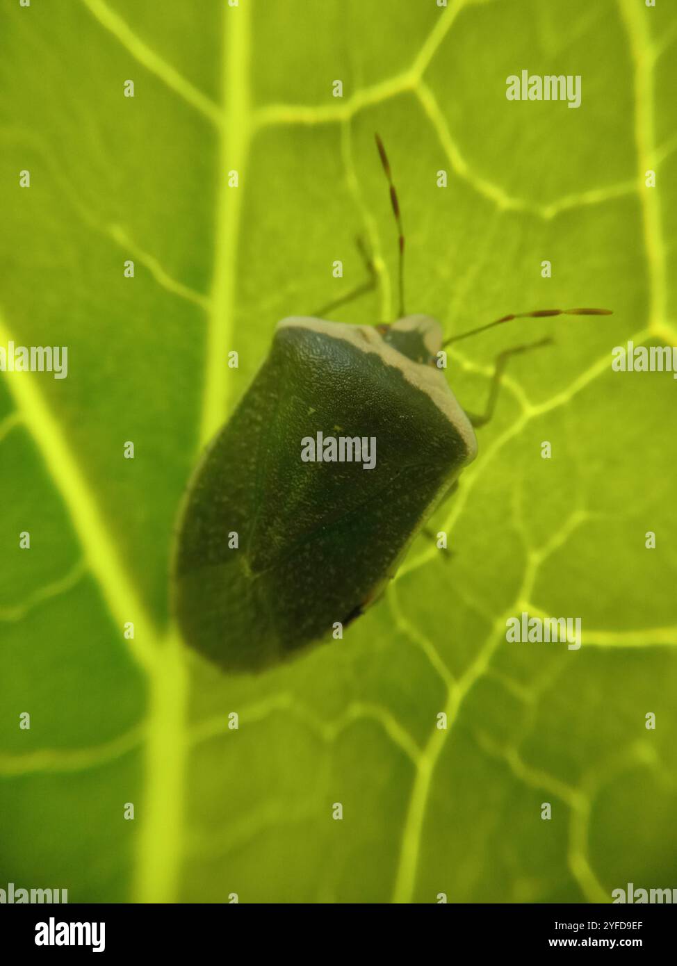 Southern Green Stink Bug (Nezara viridula Stock Photo - Alamy