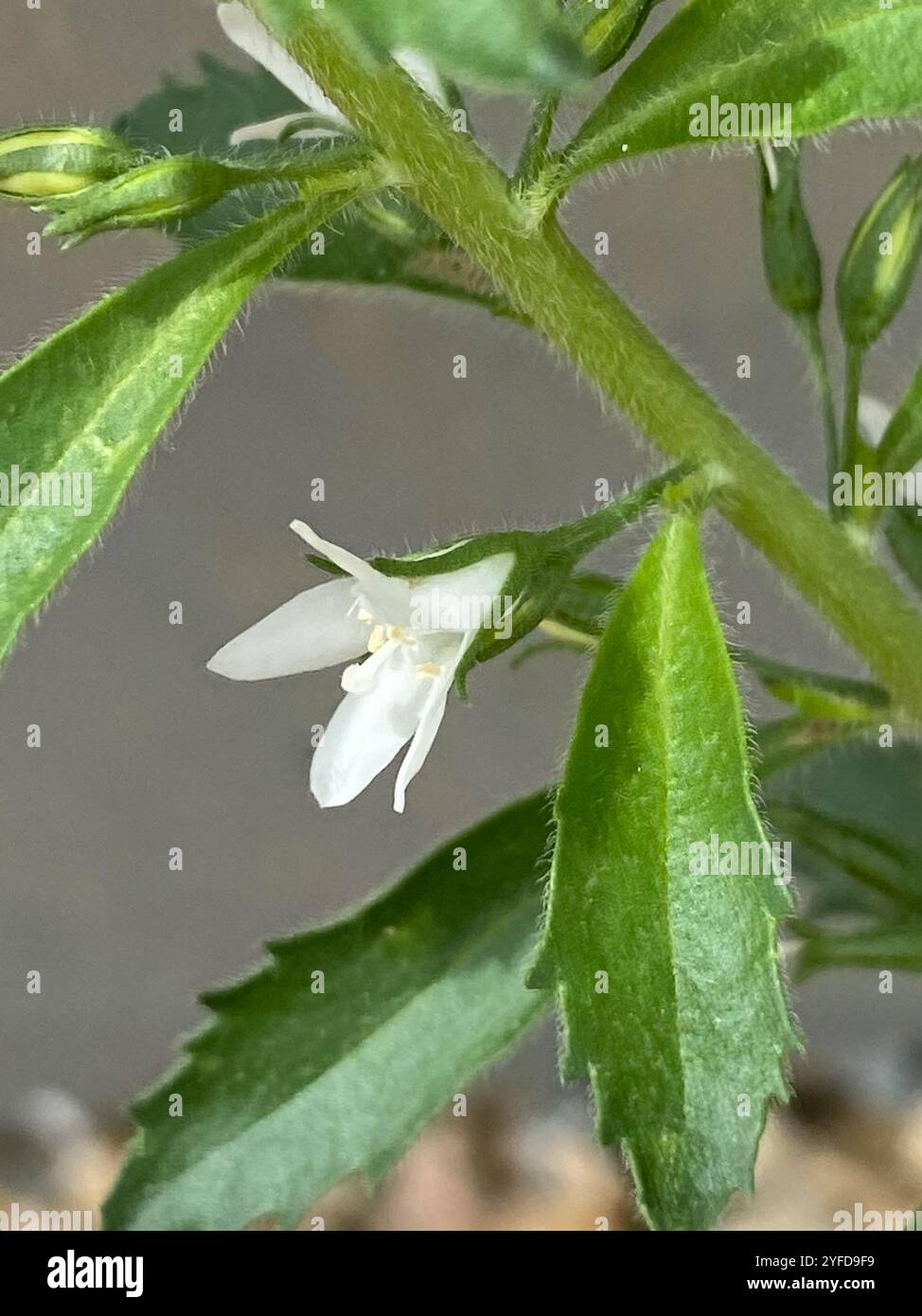 Capraria biflora hi-res stock photography and images - Alamy