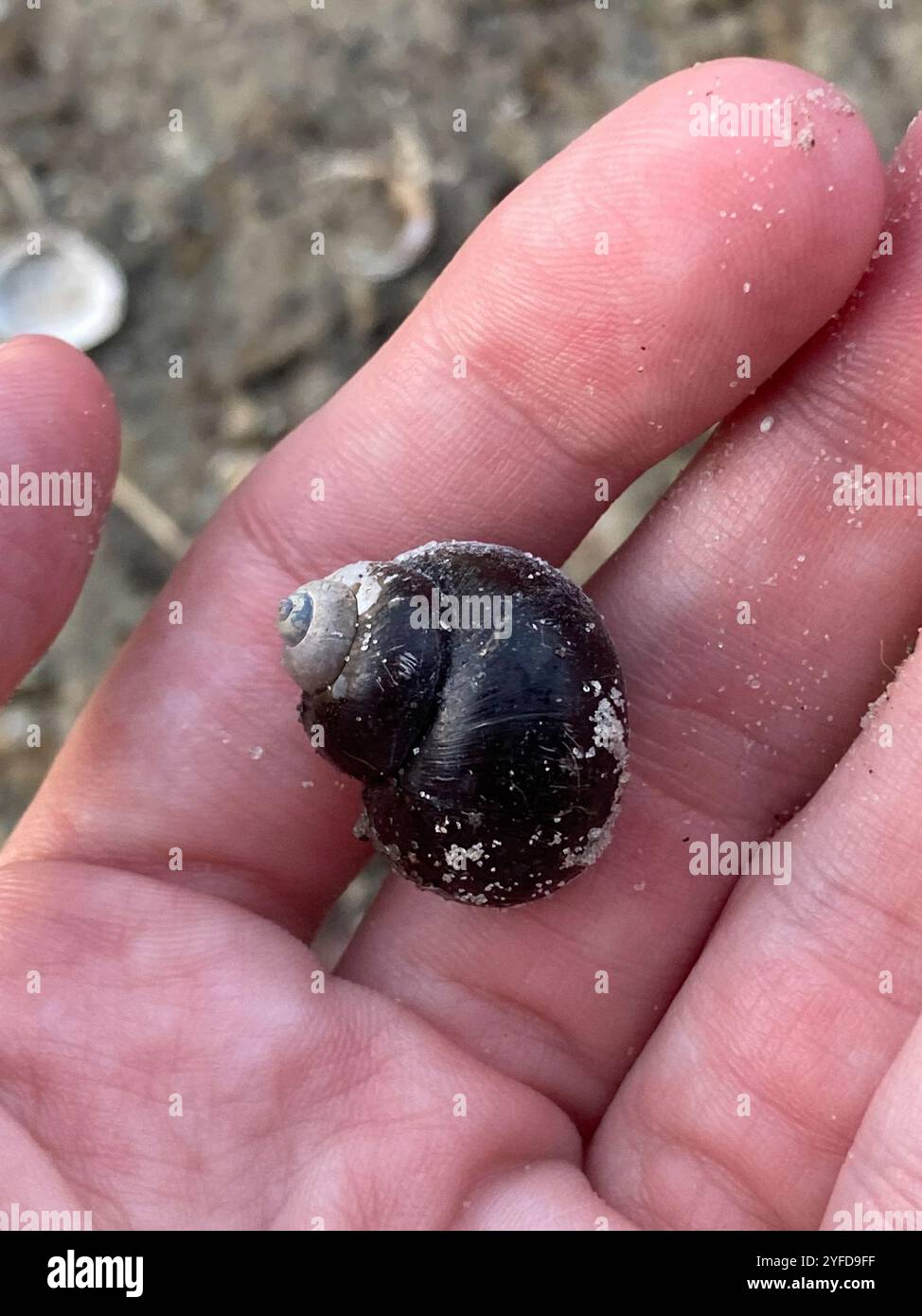 River Snails (Viviparidae Stock Photo - Alamy