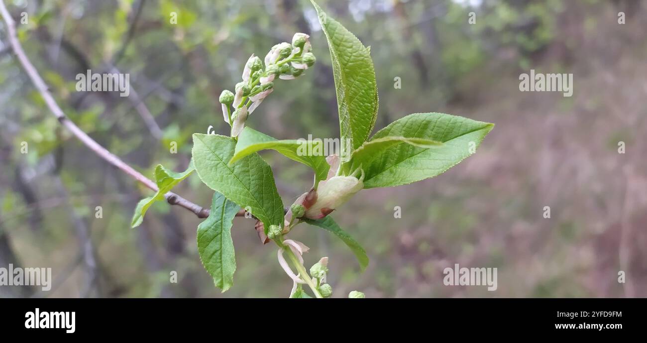 bird cherry (Prunus padus Stock Photo - Alamy