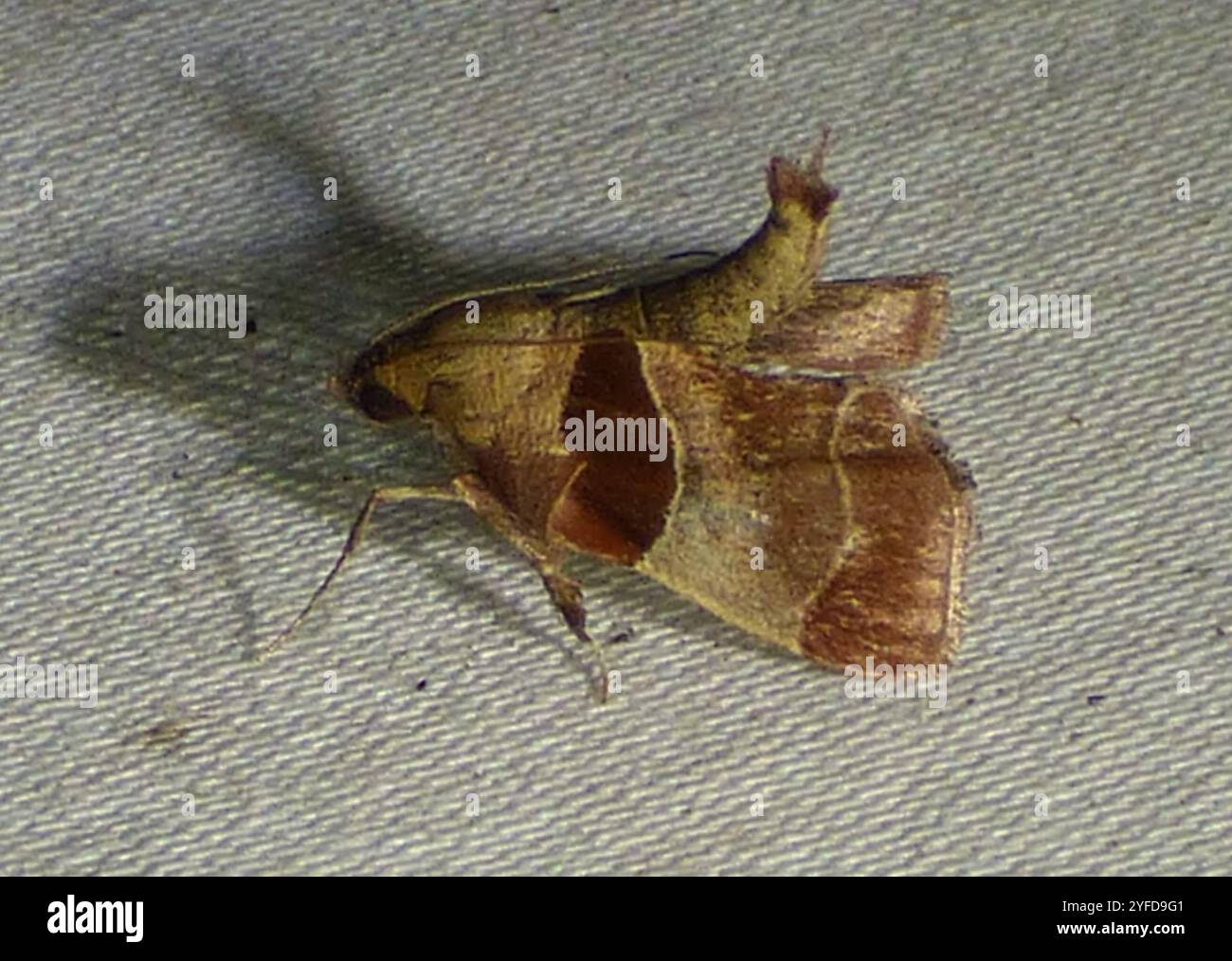 Tosale hi-res stock photography and images - Alamy