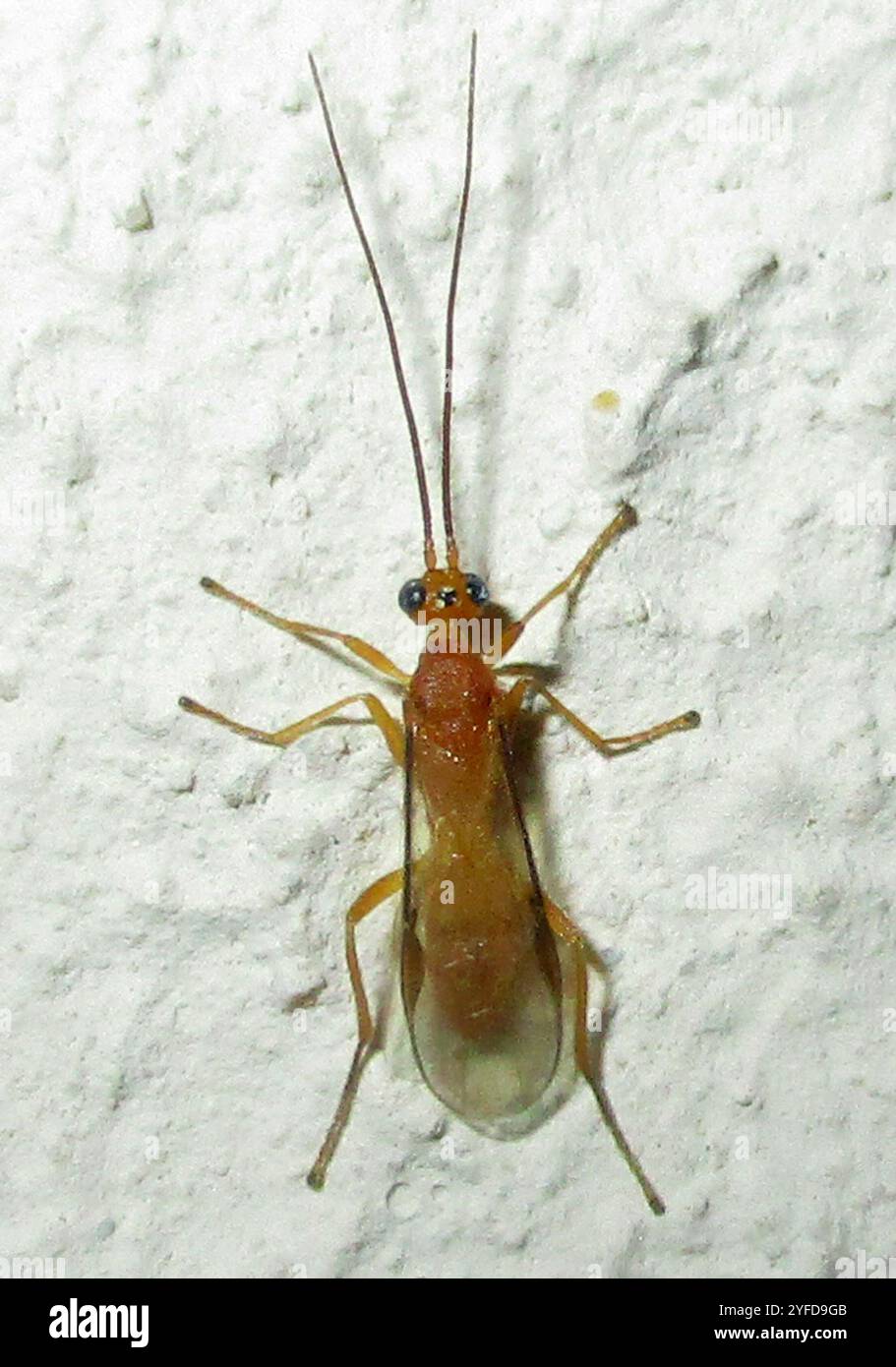 Braconid Wasps (Braconidae Stock Photo - Alamy