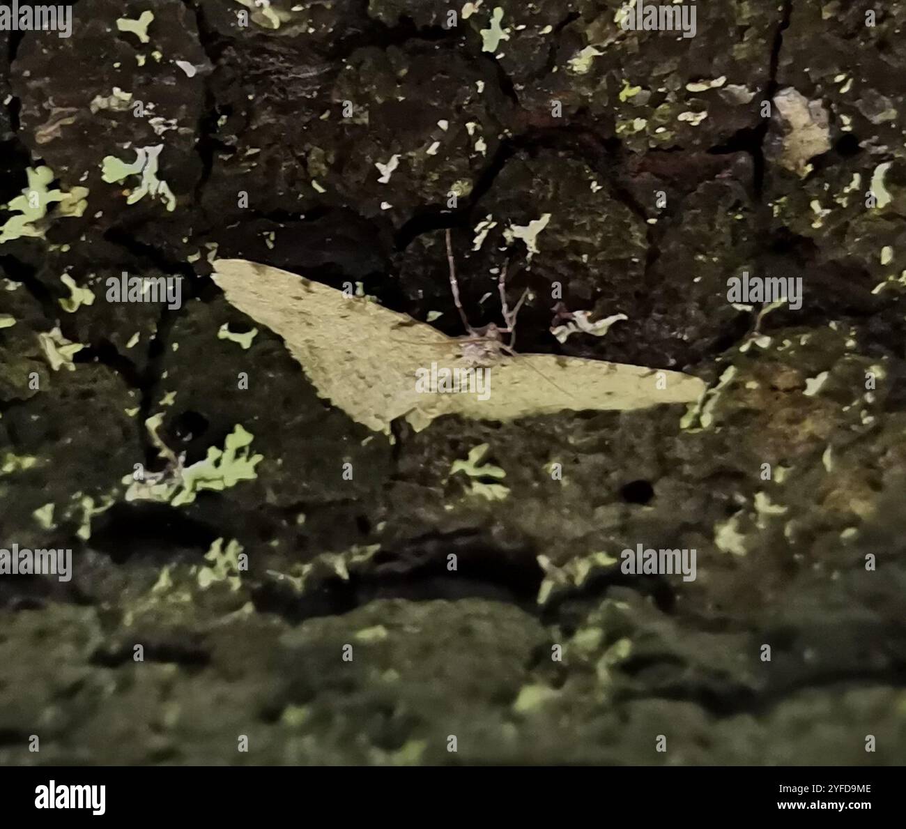 Grey Birch Moth (Aethalura punctulata Stock Photo - Alamy