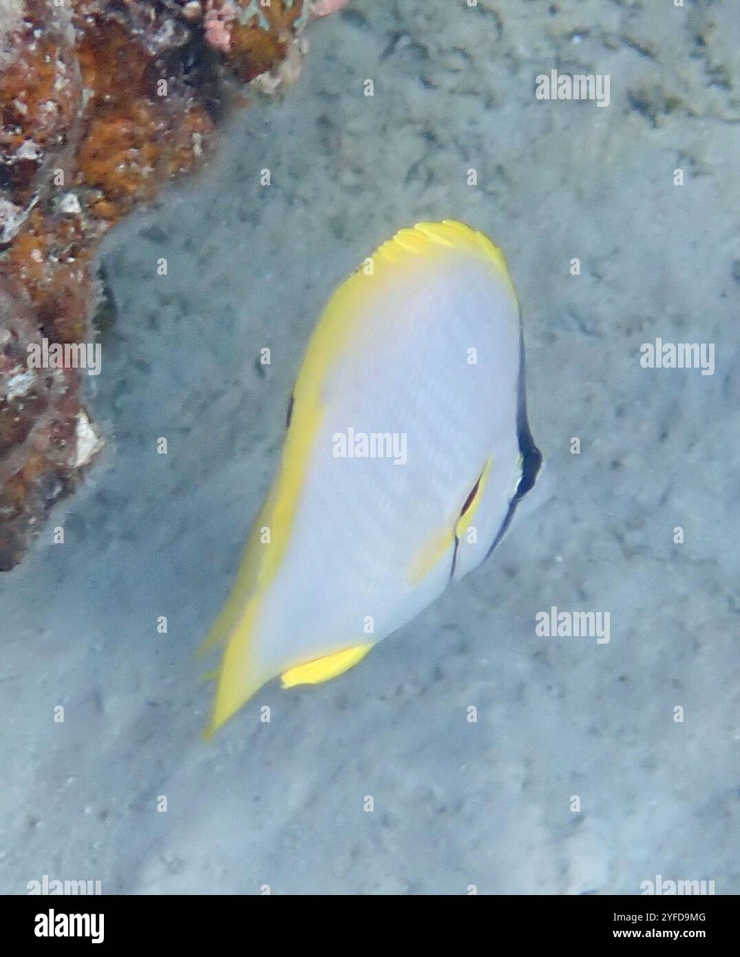 Spotfin Butterflyfish (Chaetodon ocellatus Stock Photo - Alamy