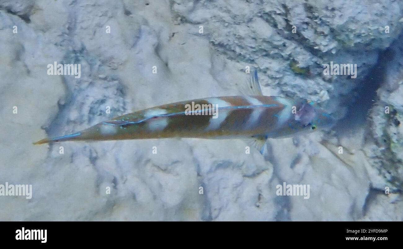 Halichoeres radiatus hi-res stock photography and images - Alamy