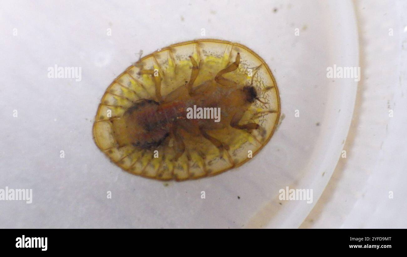 Herrick's Water Penny Beetle (Psephenus herricki Stock Photo - Alamy