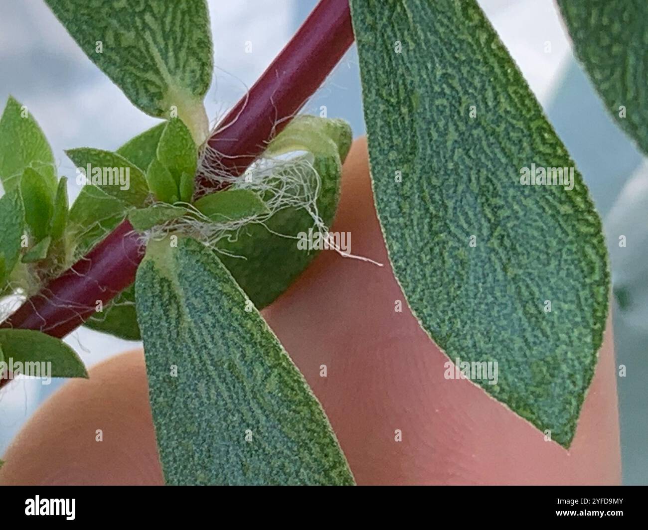 Paraguayan Purslane (Portulaca amilis Stock Photo - Alamy