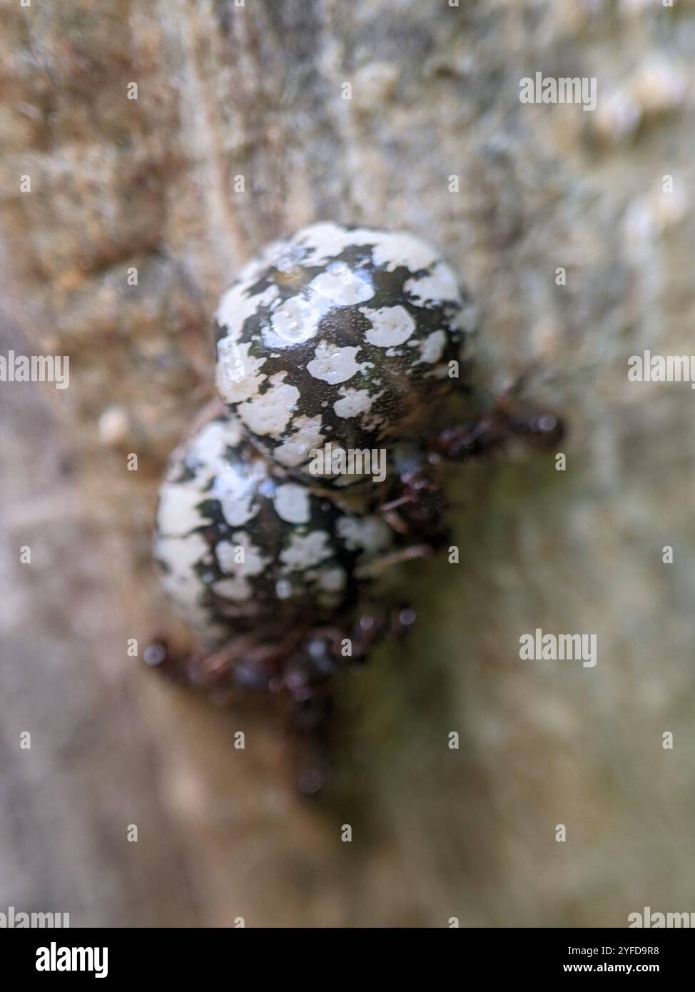 calico scale (Eulecanium cerasorum Stock Photo - Alamy