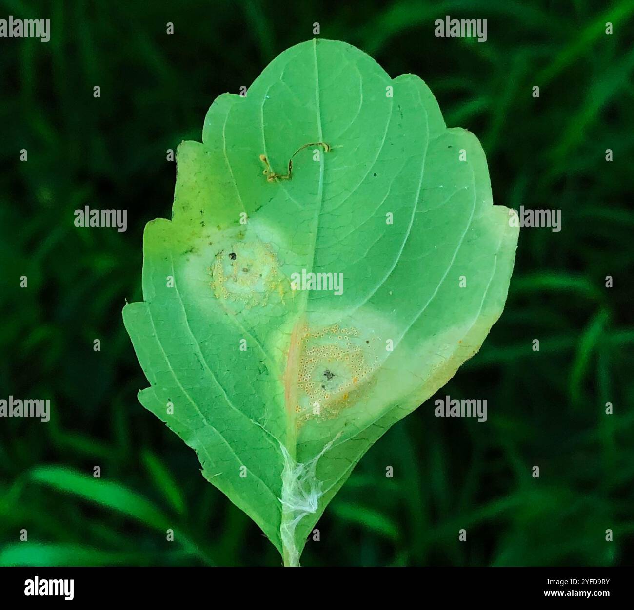 orange wheat rust (Puccinia recondita Stock Photo - Alamy