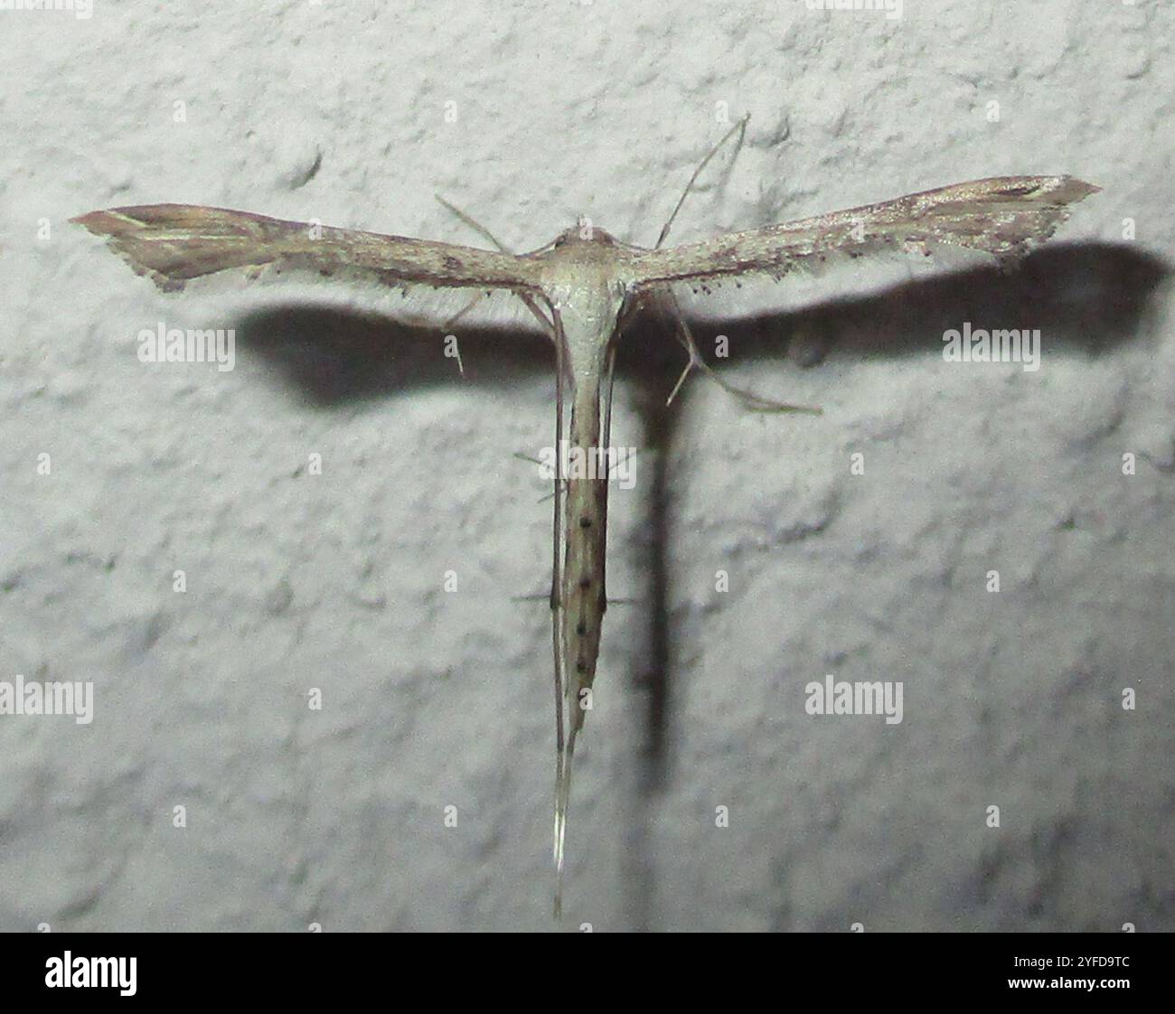Plume Moths (Pterophoridae Stock Photo - Alamy