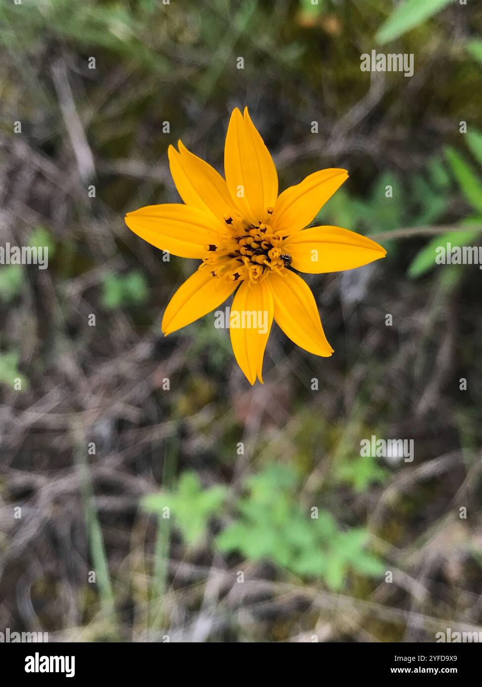 Texas creeping-oxeye (Wedelia hispida Stock Photo - Alamy