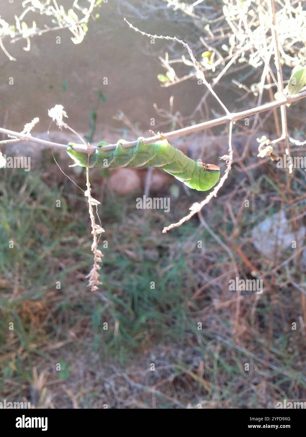 Manduca paphus hi-res stock photography and images - Alamy