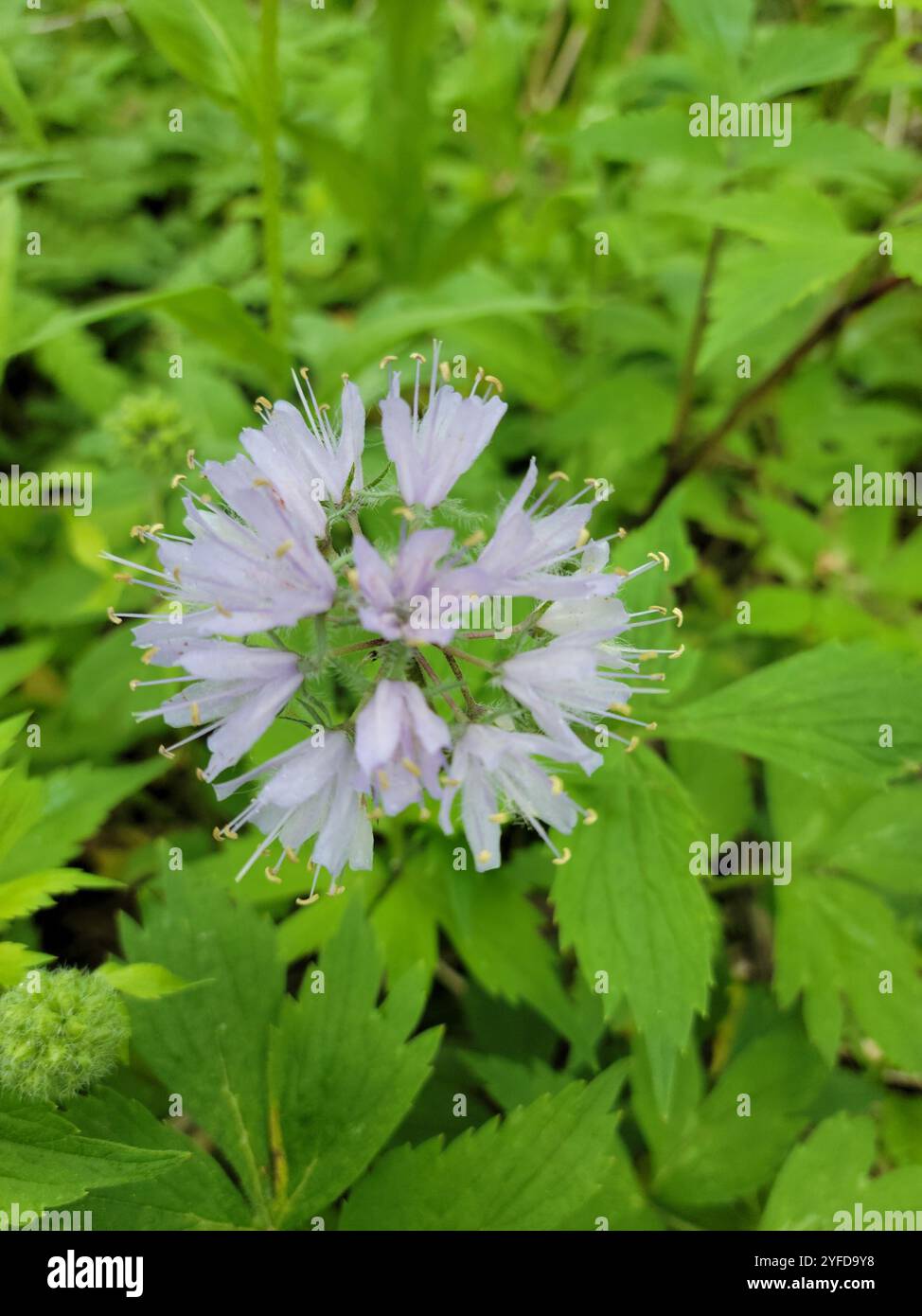 Virginia waterleaf (Hydrophyllum virginianum Stock Photo - Alamy