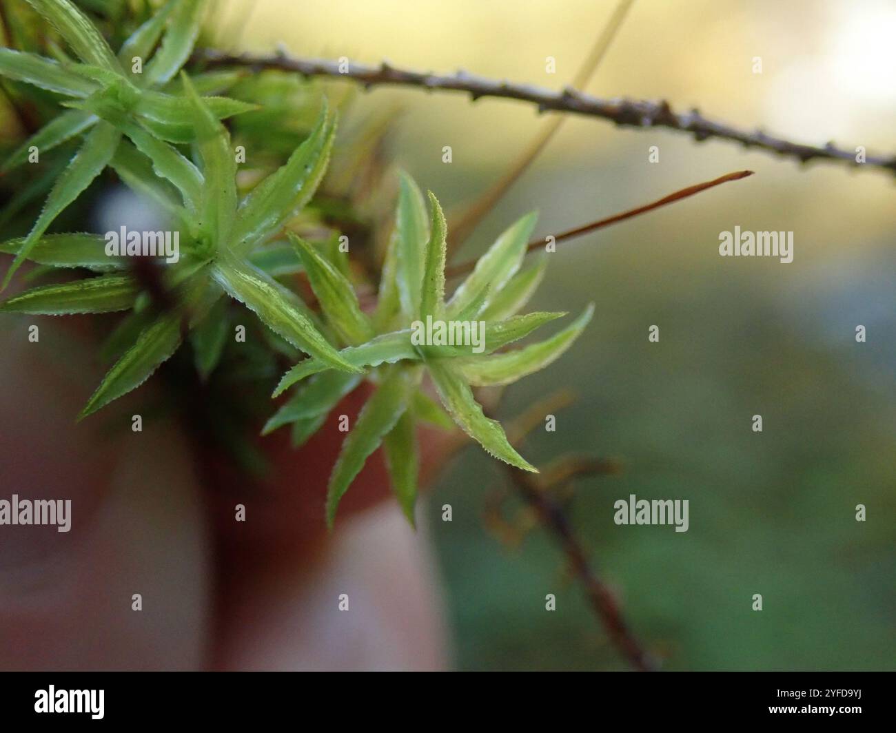 Contortum hi-res stock photography and images - Alamy