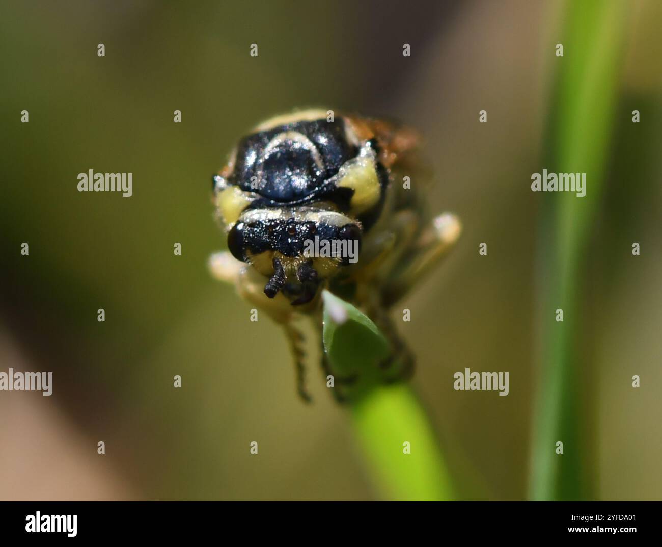 Conifer Sawflies (Diprionidae Stock Photo - Alamy