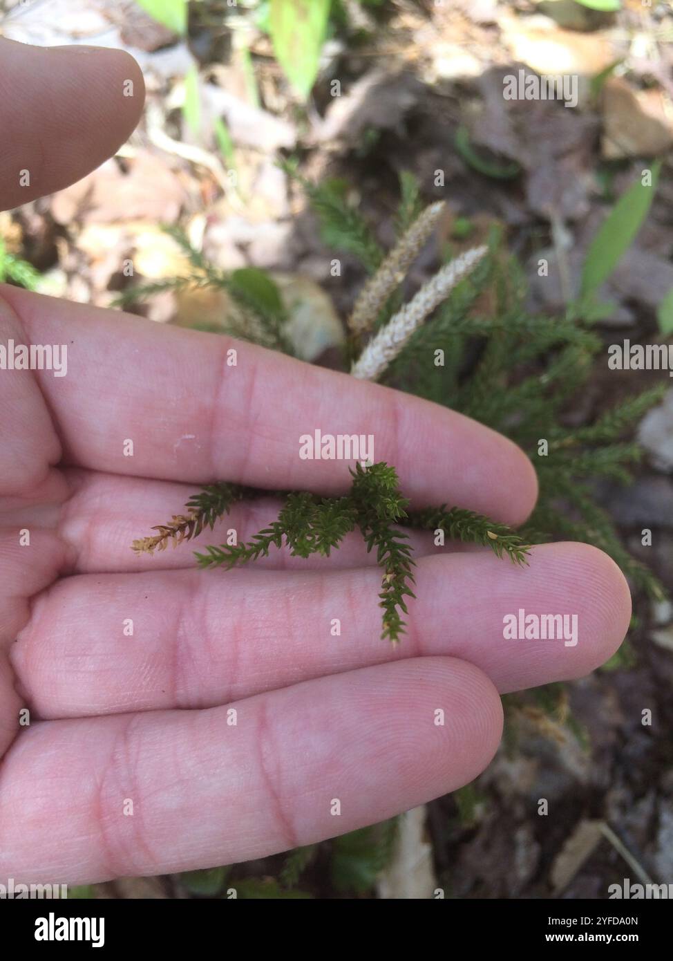 Hickey's tree-clubmoss (Dendrolycopodium hickeyi Stock Photo - Alamy