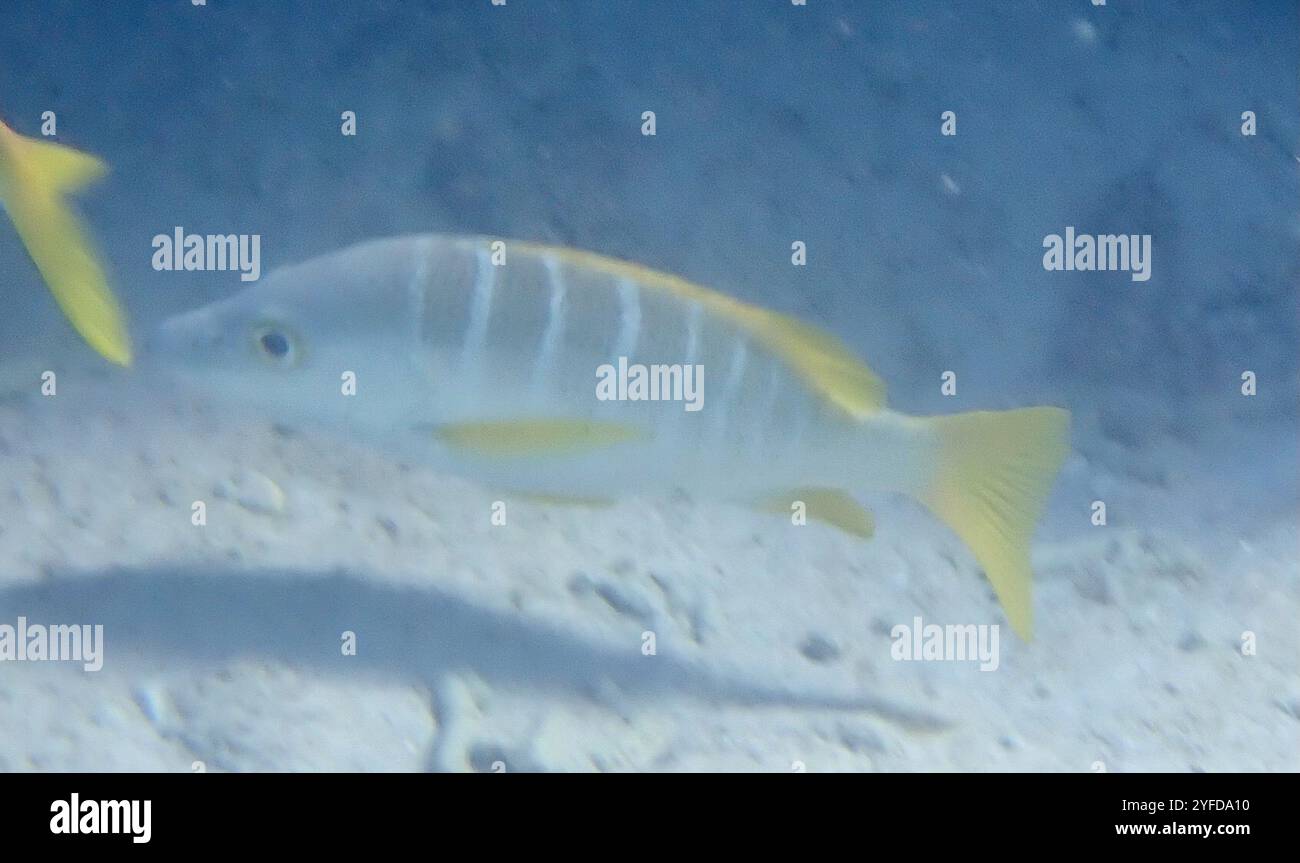 Schoolmaster Snapper (Lutjanus apodus Stock Photo - Alamy