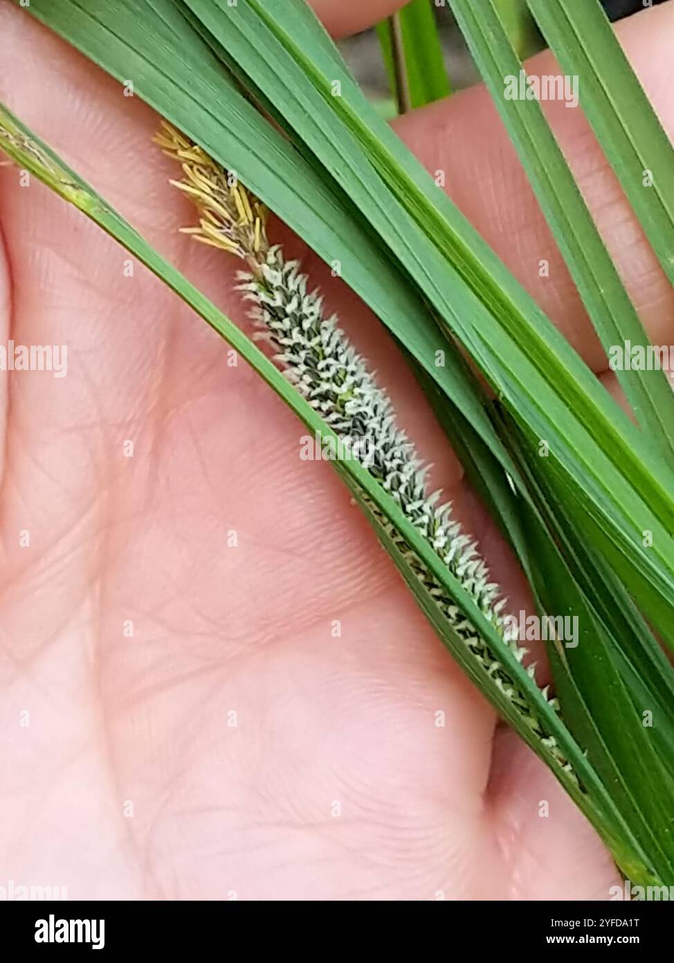 tussock sedge (Carex stricta Stock Photo - Alamy