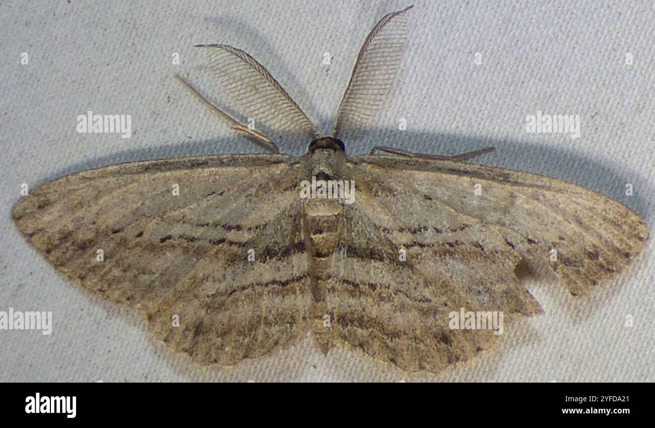 Geometer Moths (Geometridae Stock Photo - Alamy