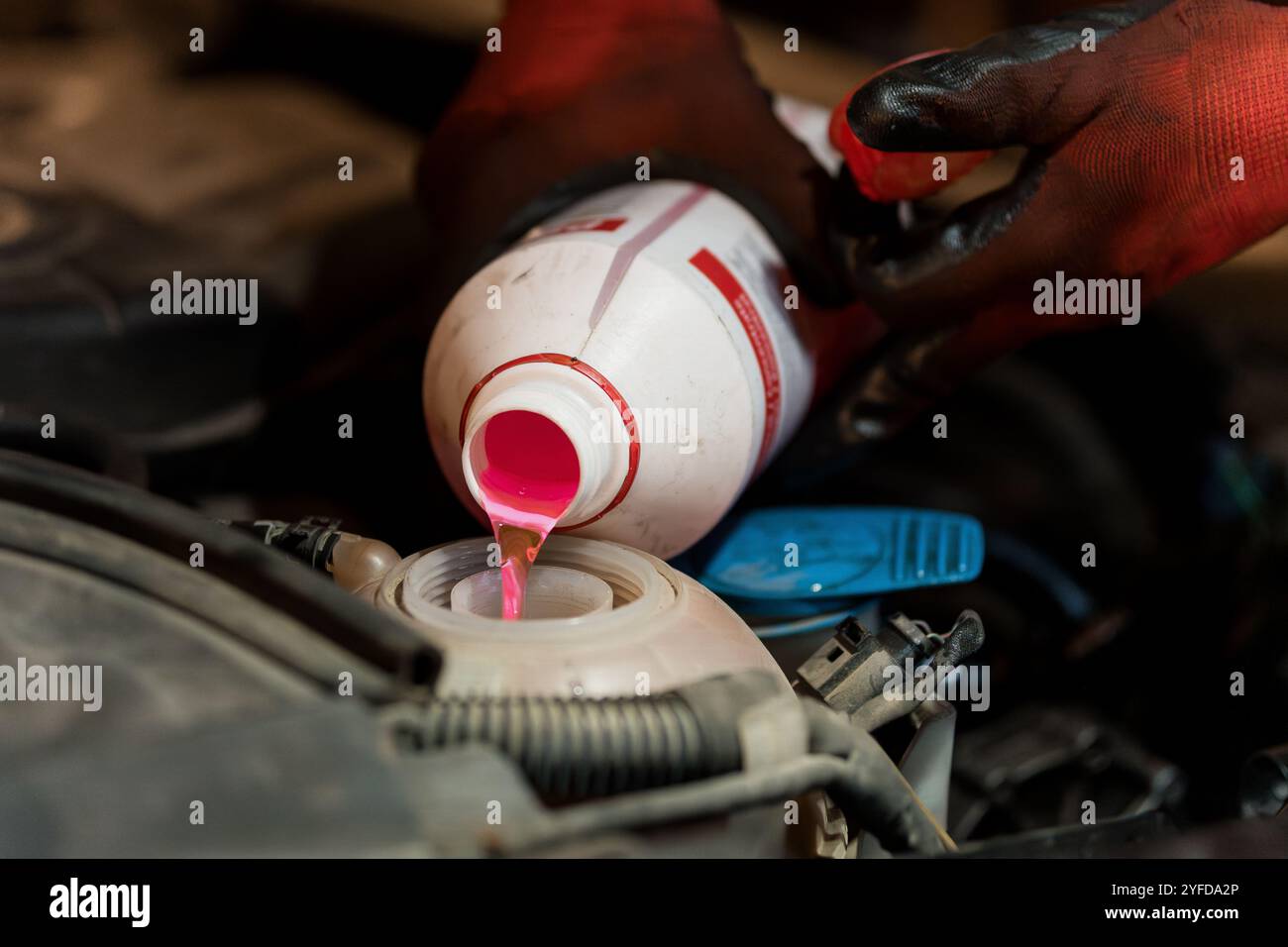 Pouring Pink Coolant into Vehicle Radiator for Maintenance Stock Photo ...