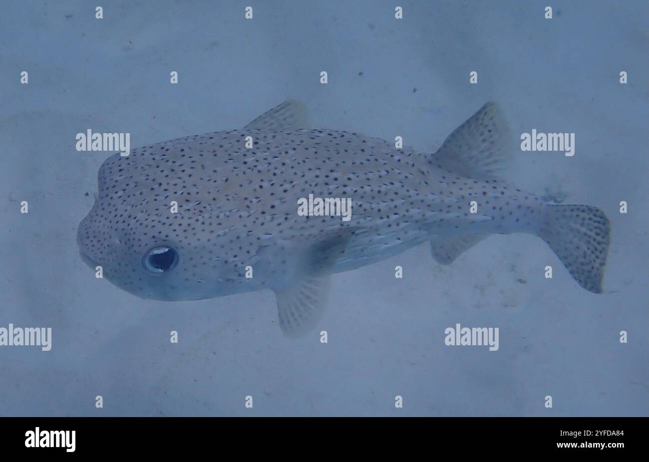 Spotted Porcupinefish (Diodon hystrix Stock Photo - Alamy