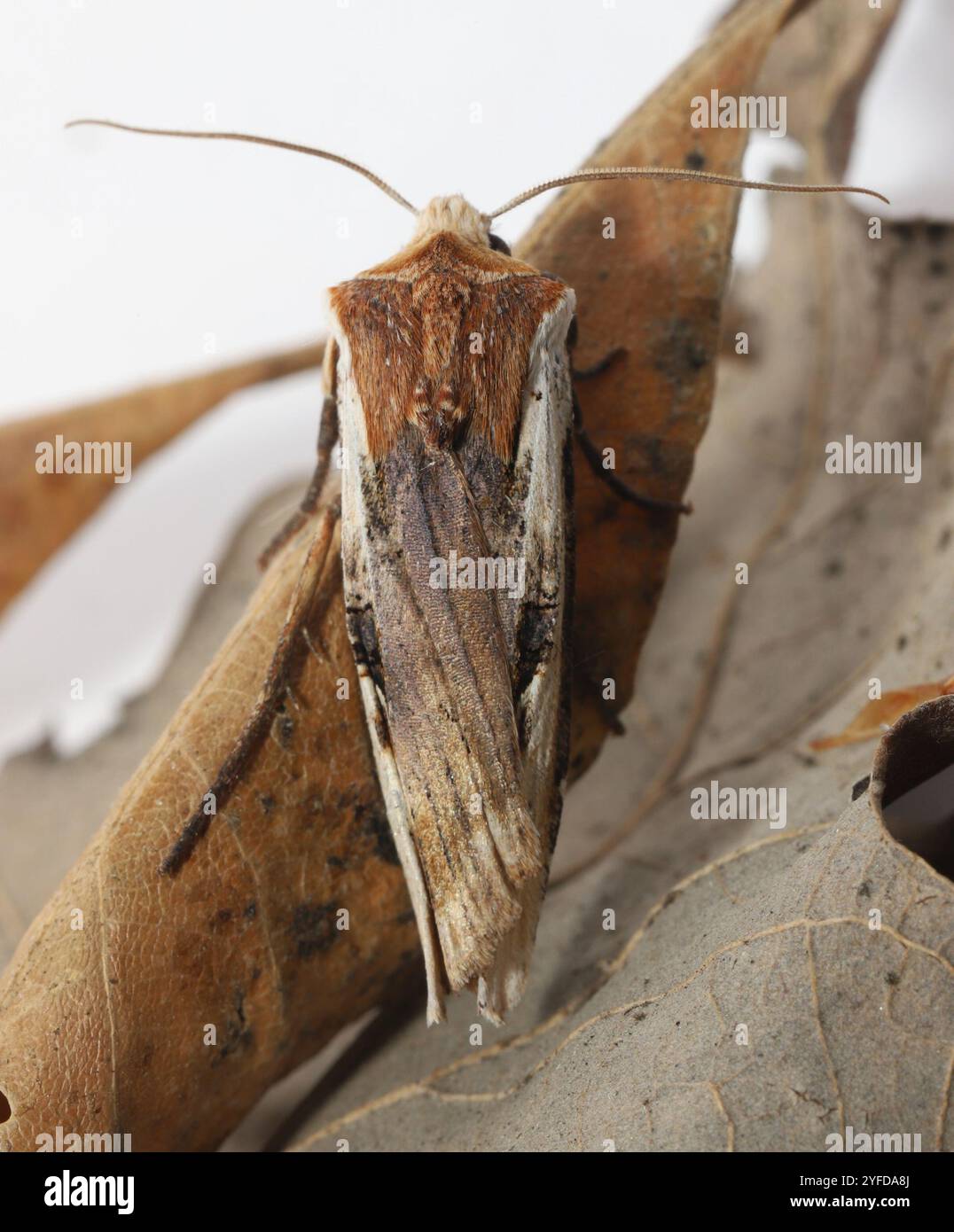 Dot-and-Dash Swordgrass Moth (Xylena curvimacula Stock Photo - Alamy