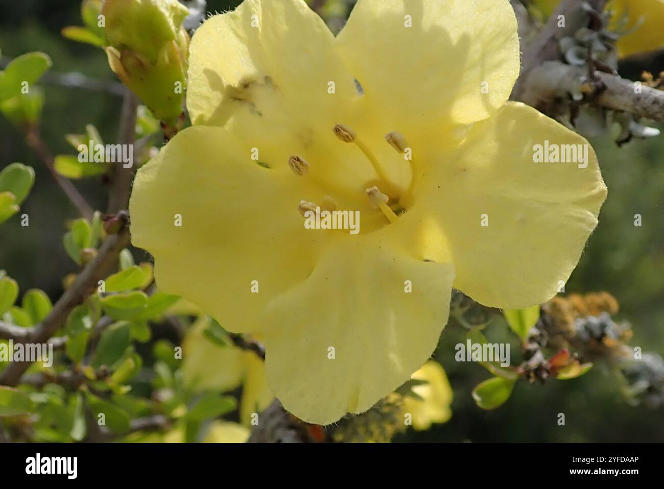 Karoo Gold (Rhigozum obovatum Stock Photo - Alamy