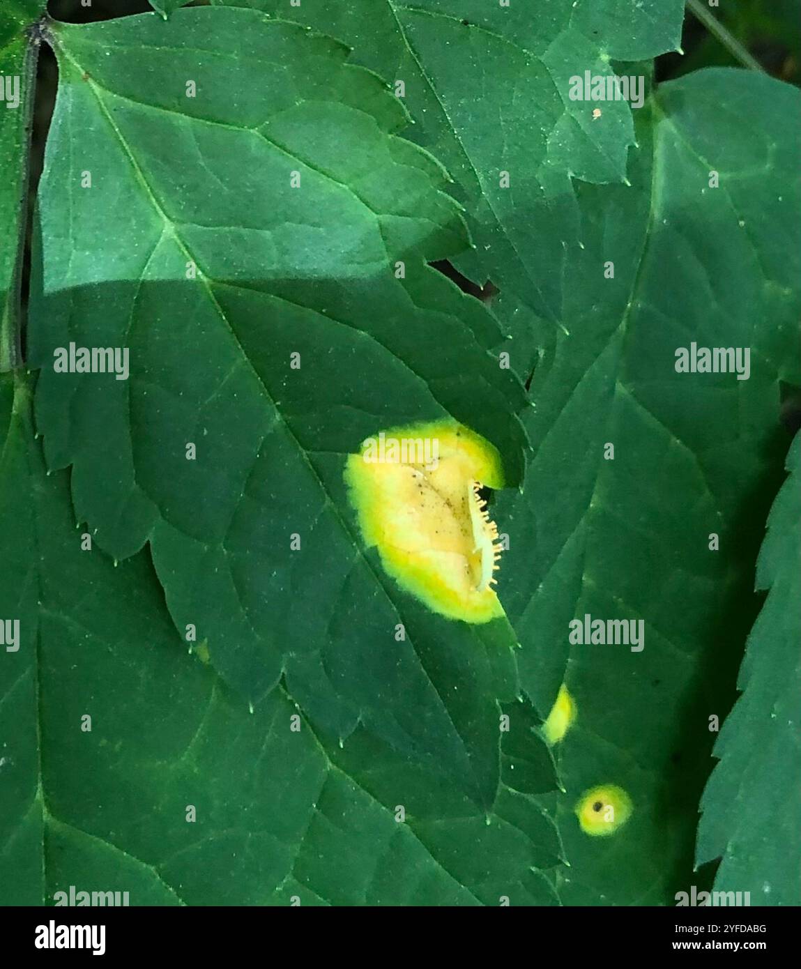 orange wheat rust (Puccinia recondita Stock Photo - Alamy