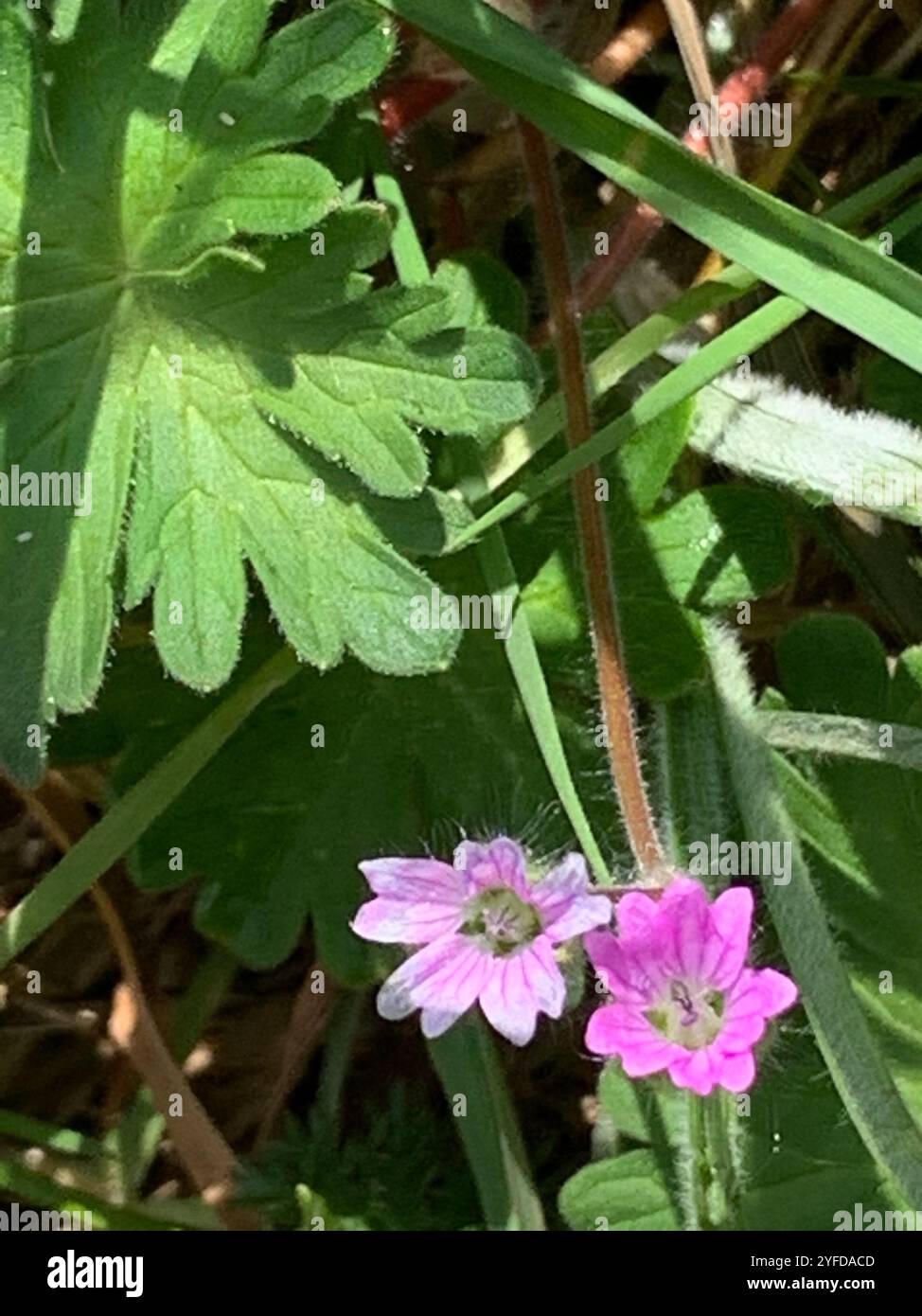 Dove's-foot crane's-bill (Geranium molle Stock Photo - Alamy
