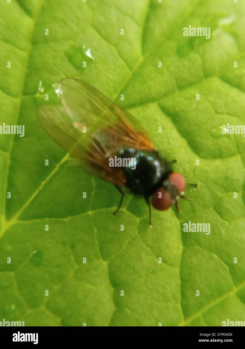 Lance Flies (Lonchaeidae Stock Photo - Alamy
