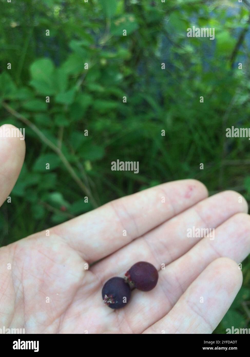 Running Serviceberry (Amelanchier stolonifera Stock Photo - Alamy