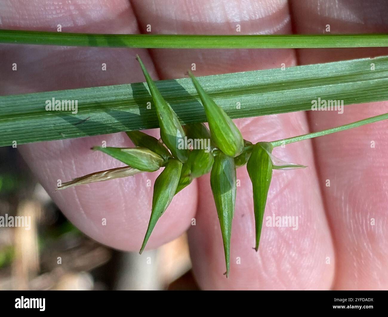 southern long sedge (Carex lonchocarpa Stock Photo - Alamy