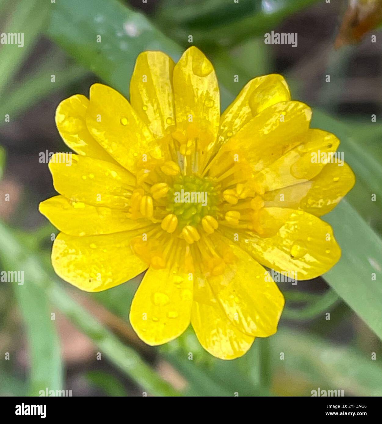 California buttercup (Ranunculus californicus Stock Photo - Alamy