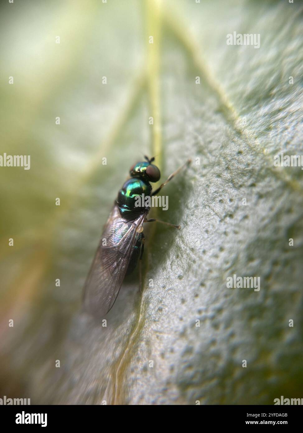 Black-horned Gem Fly (Microchrysa polita Stock Photo - Alamy