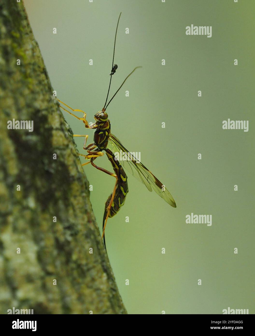 Long-tailed Giant Ichneumonid Wasp (Megarhyssa macrurus Stock Photo - Alamy