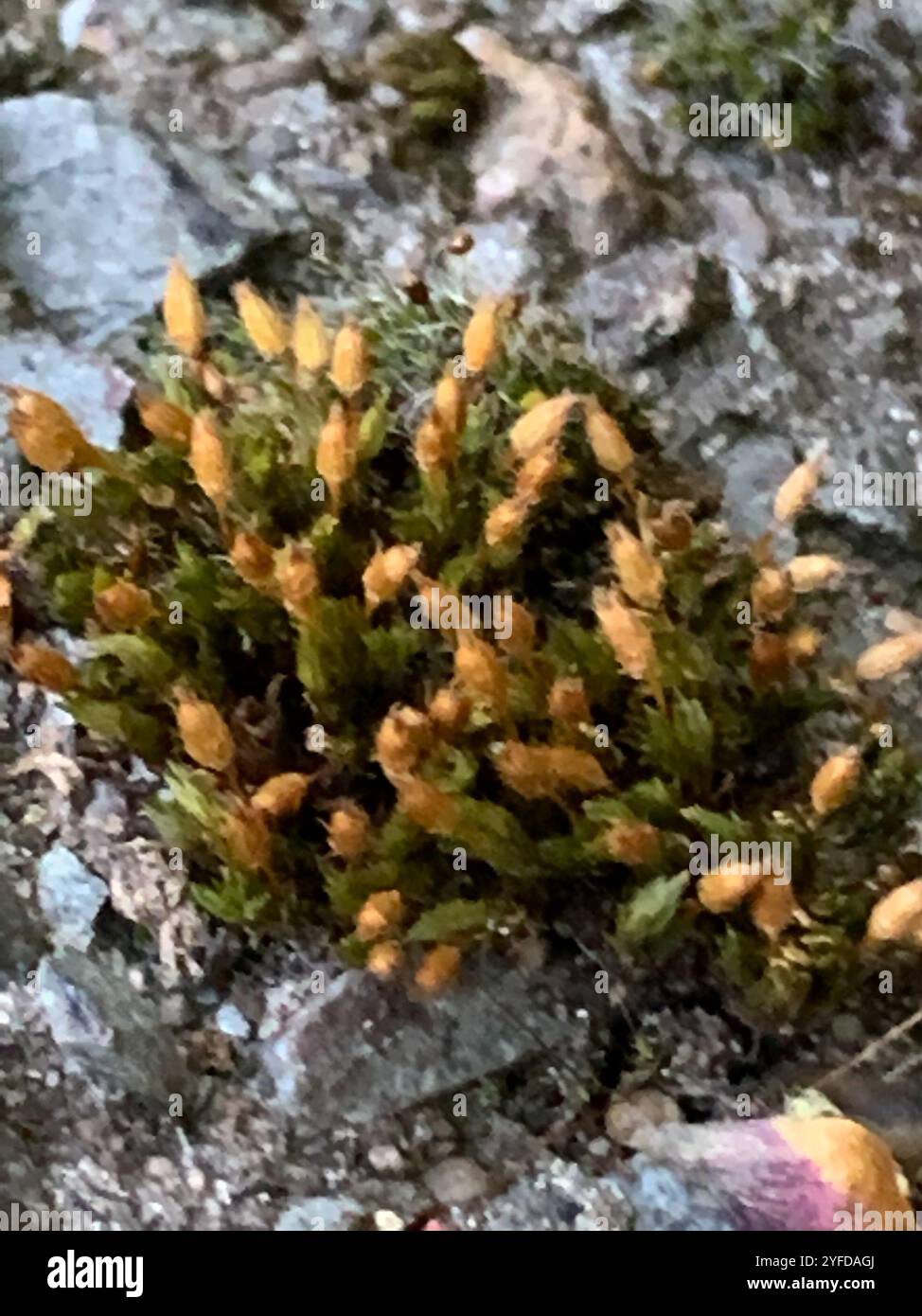 Anomalous bristle moss hi-res stock photography and images - Alamy