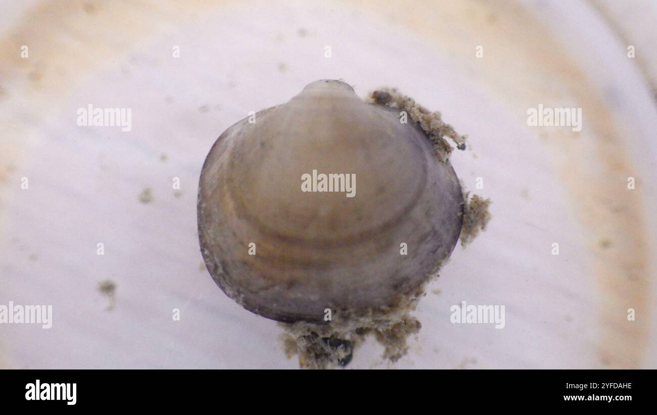 Swamp Fingernailclam (Musculium partumeium Stock Photo - Alamy