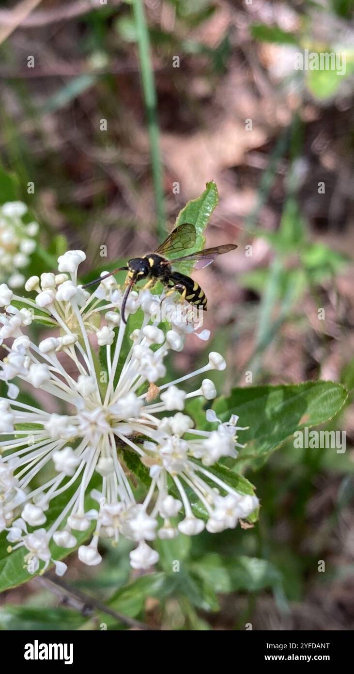 Sapygidae hi-res stock photography and images - Alamy