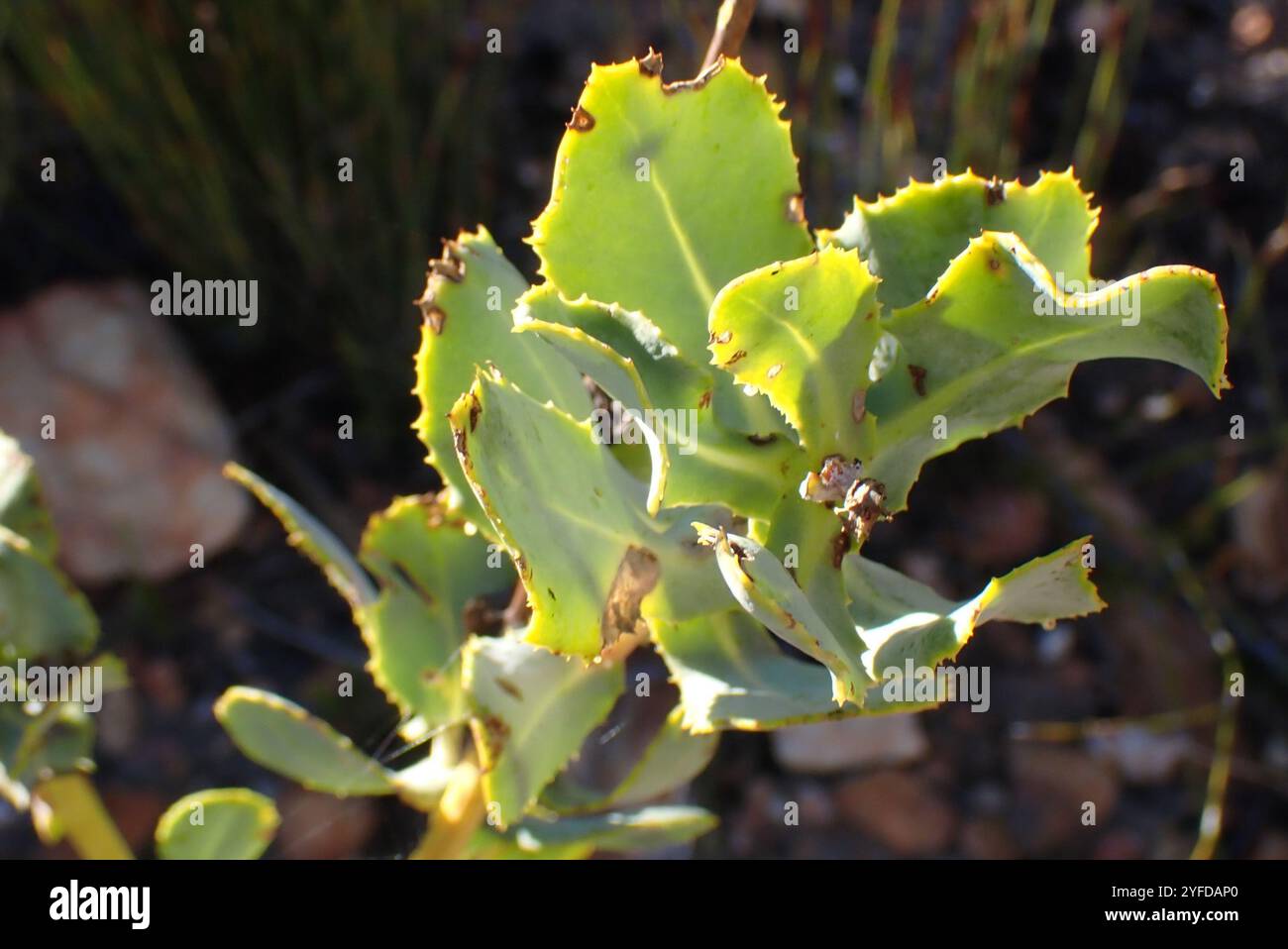 Poorflower Babooncabbage (Othonna parviflora Stock Photo - Alamy