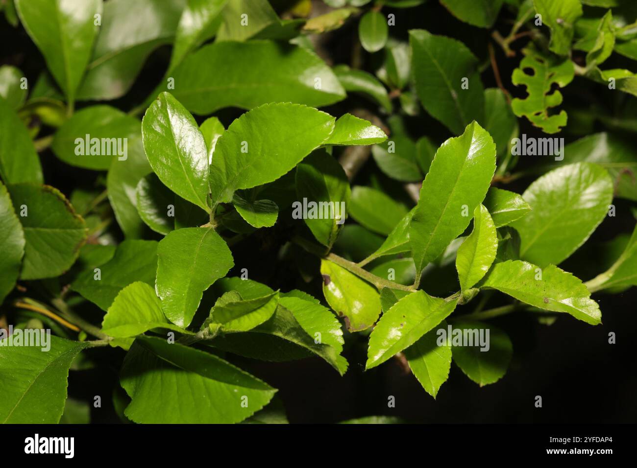 Japanese spindle tree (Euonymus japonicus Stock Photo - Alamy