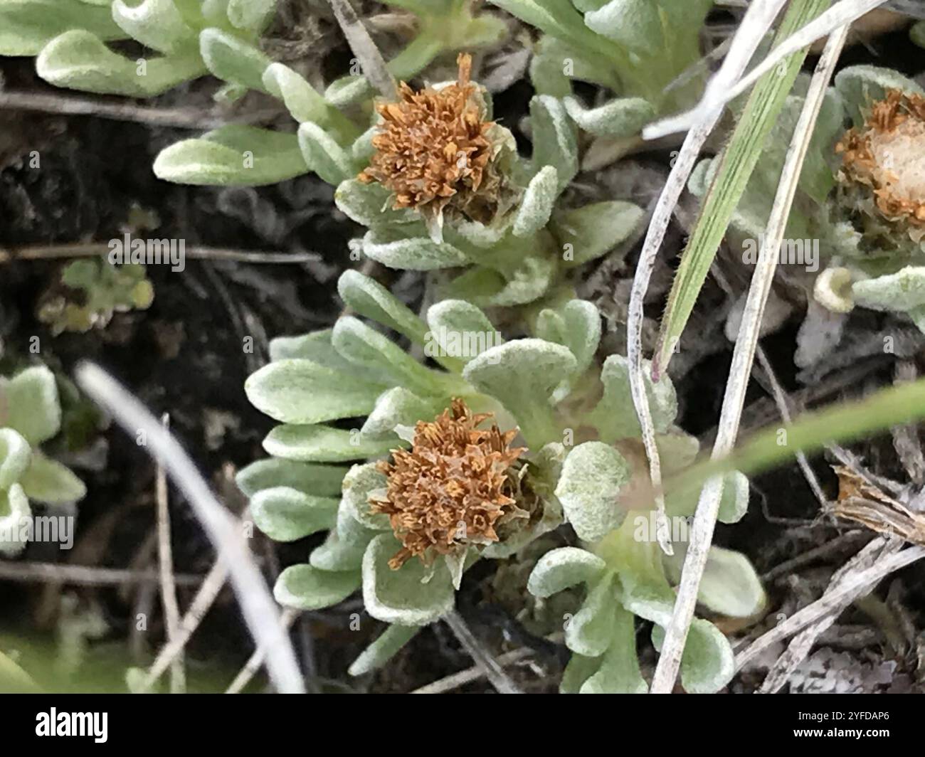 Low Pussytoes (Antennaria dimorpha Stock Photo - Alamy