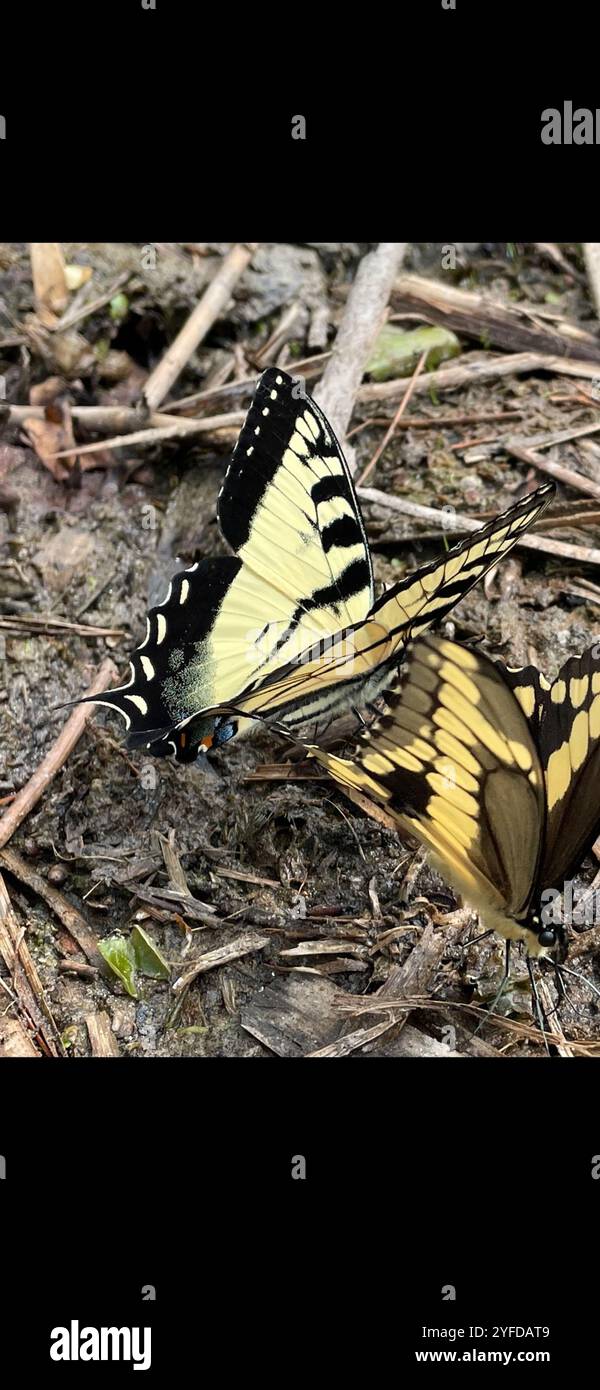 Canadian Tiger Swallowtail (Papilio canadensis Stock Photo - Alamy